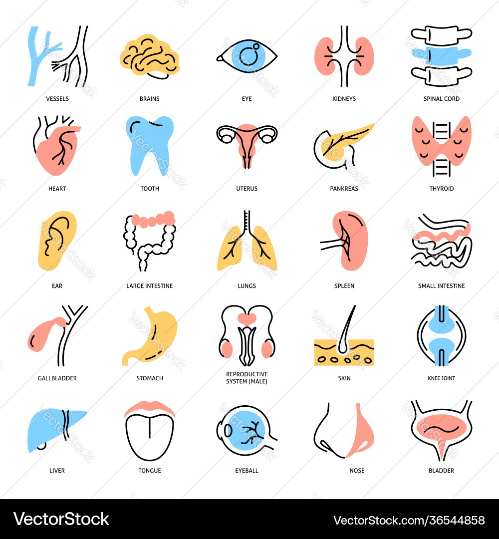 Human internal organs icon set in colored line Vector Image