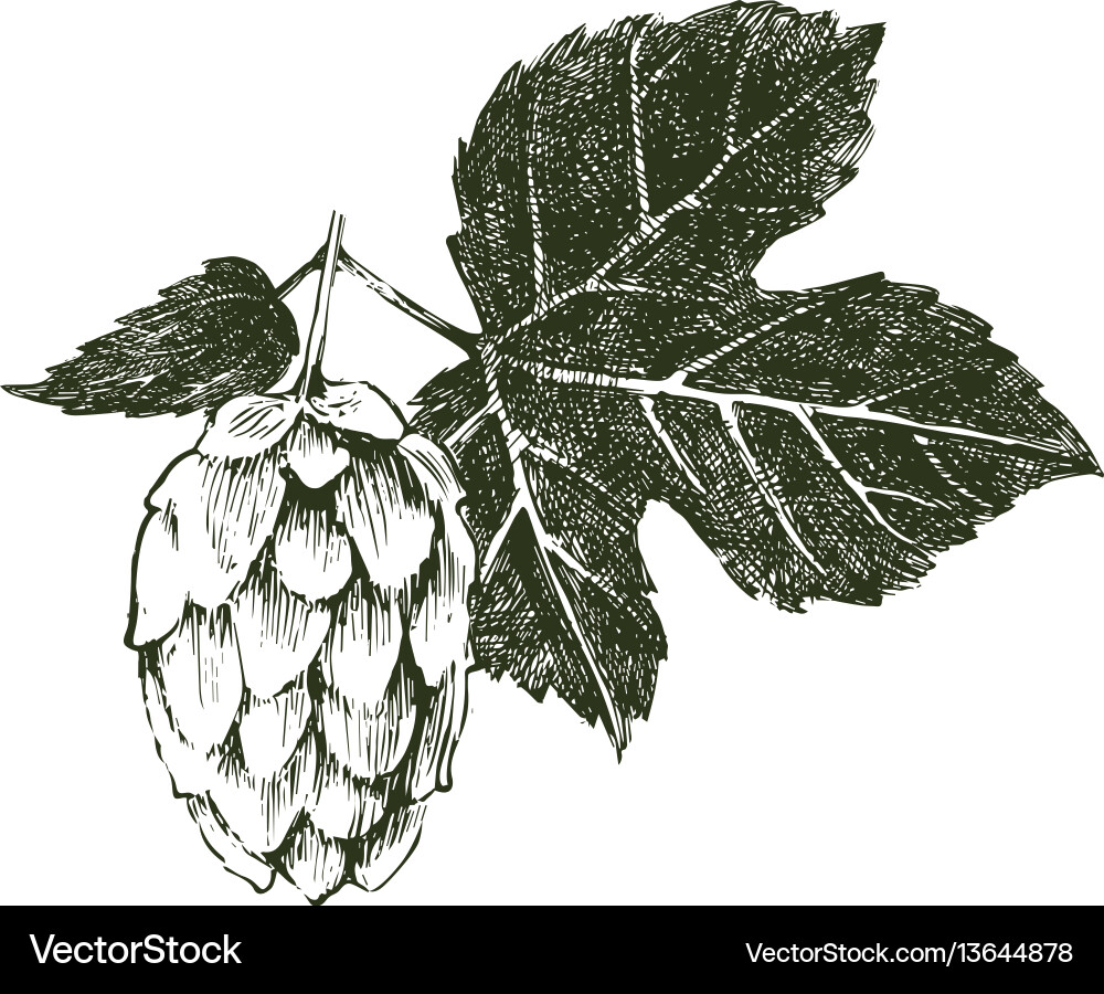 Hand drawn hop plant Royalty Free Vector Image