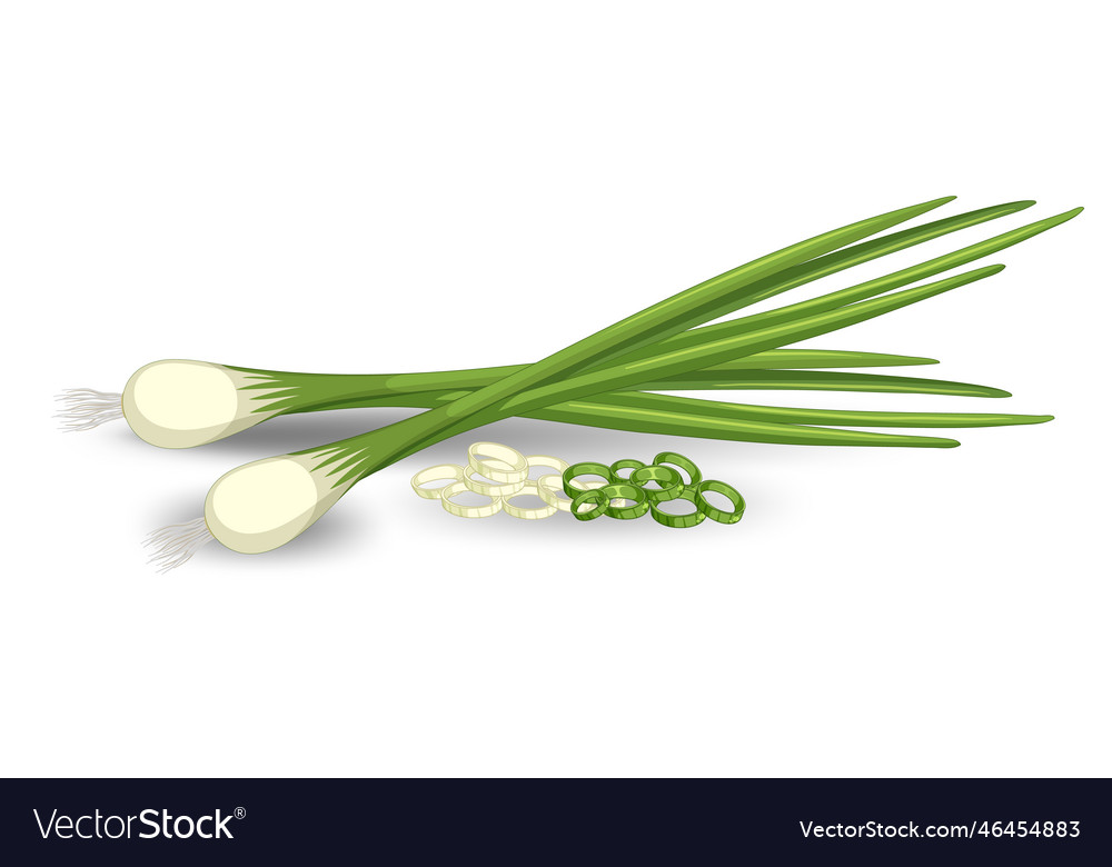 Spring onion in different forms Royalty Free Vector Image
