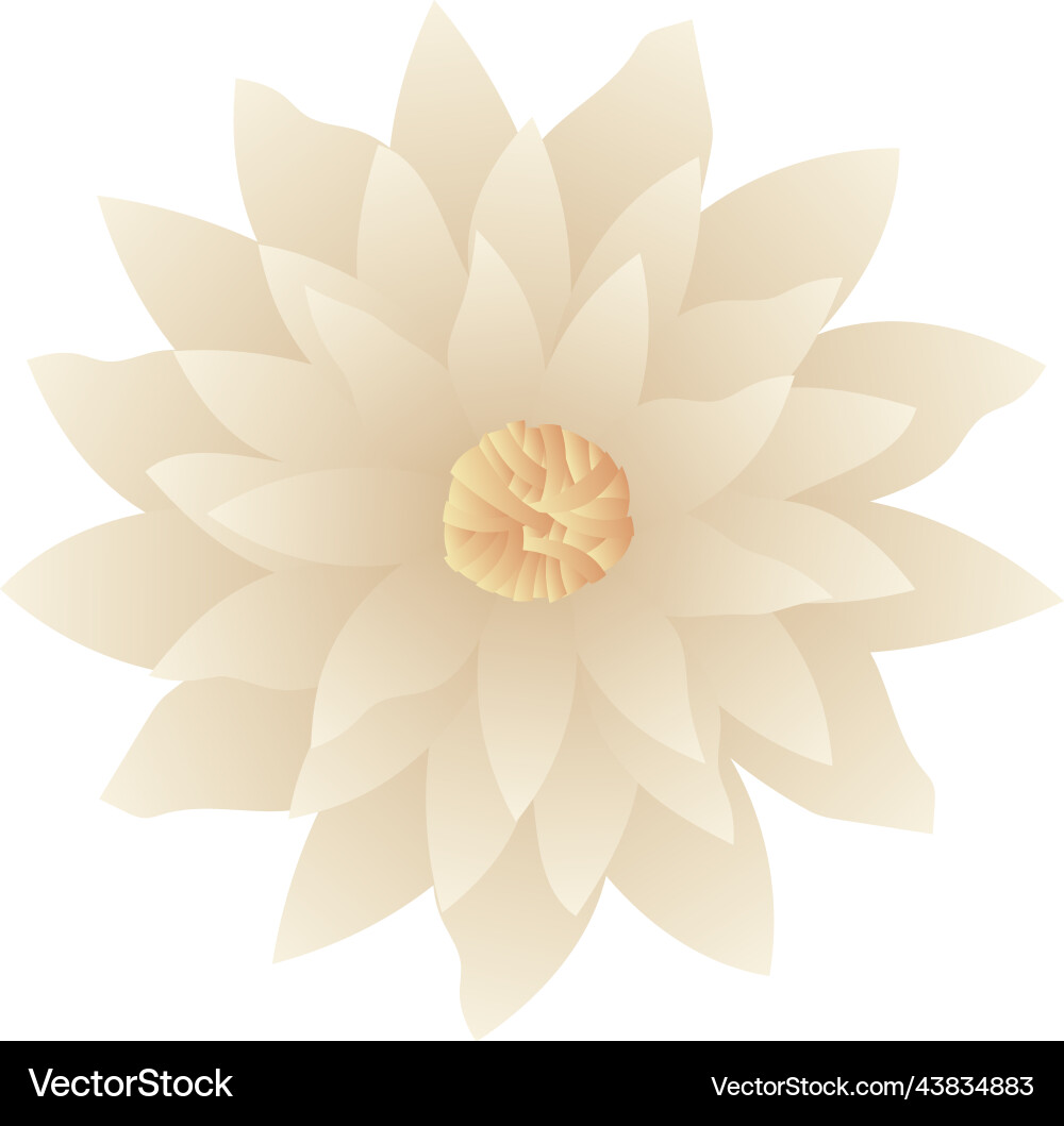 White lotus flower realistic blossom top view Vector Image