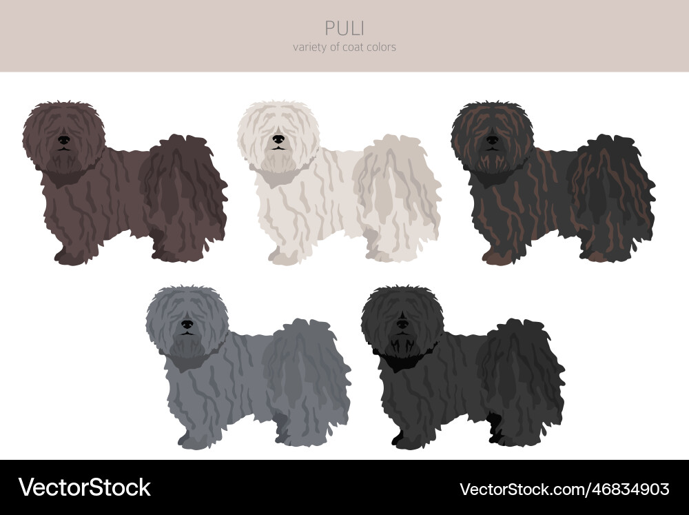 Puli clipart different poses coat colors set Vector Image