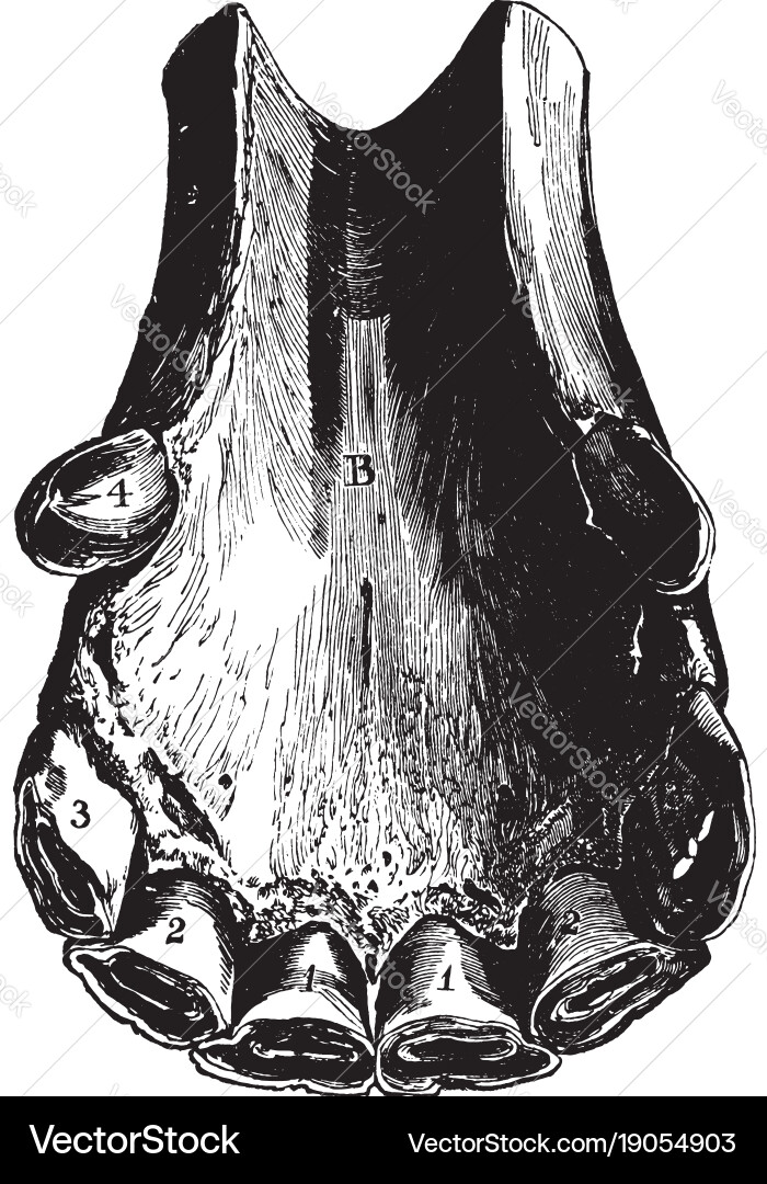 Six year old horse teeth vintage Royalty Free Vector Image