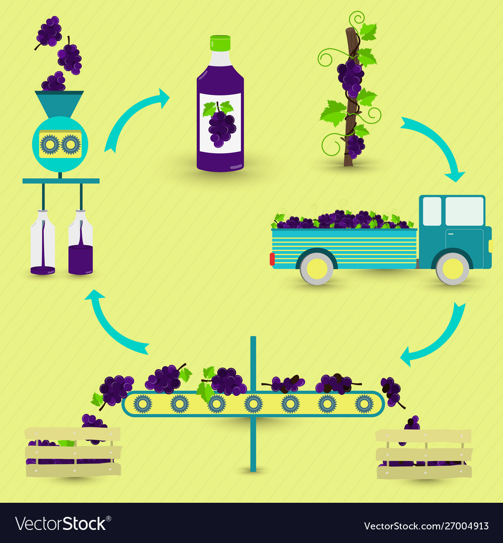 Process grape juice Royalty Free Vector Image - VectorStock