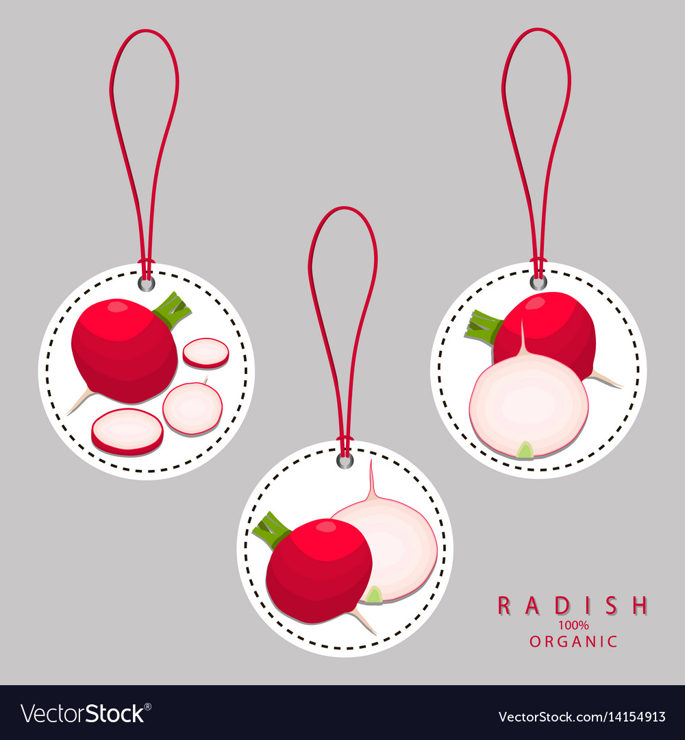 Radish Royalty Free Vector Image - VectorStock