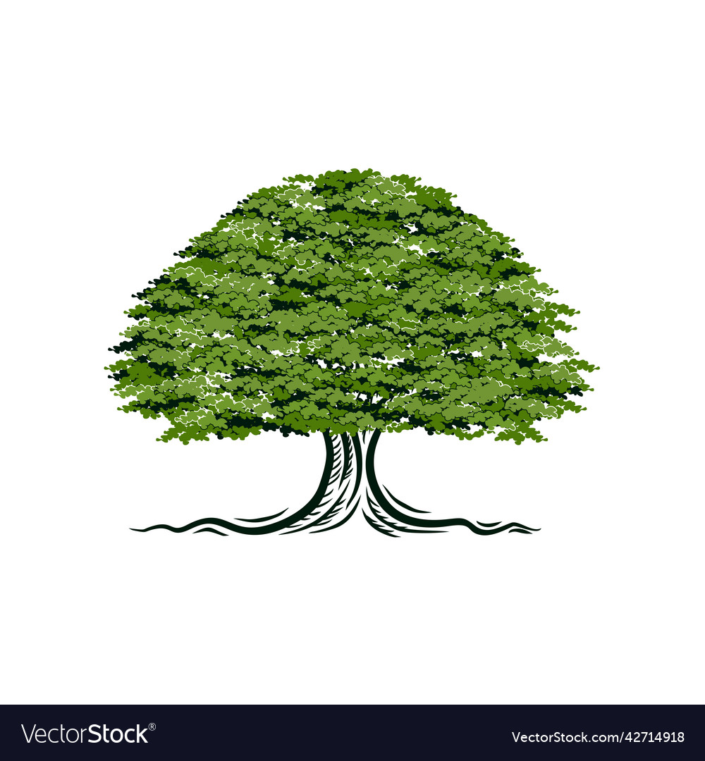Oak tree logo Royalty Free Vector Image - VectorStock