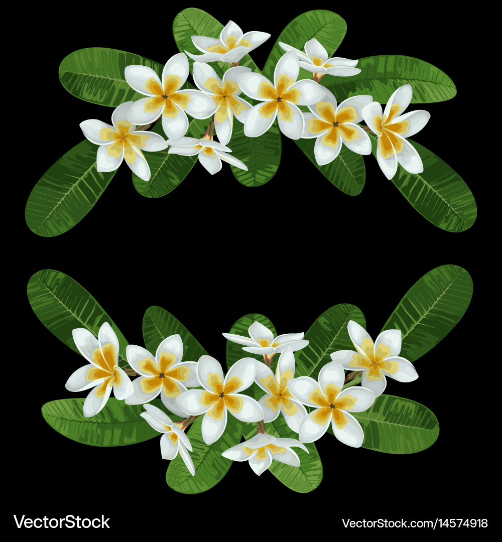 Plumeria tropical bouquet Royalty Free Vector Image