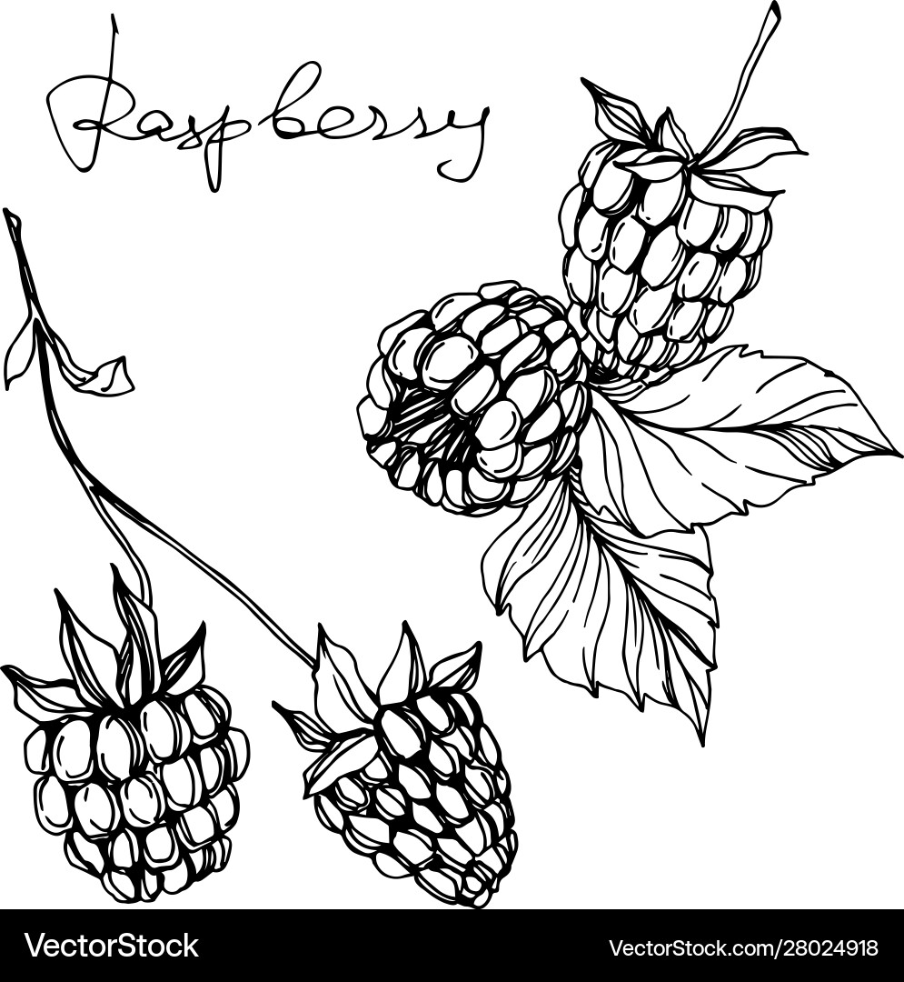 Raspberry healthy food fresh berry isolated Vector Image