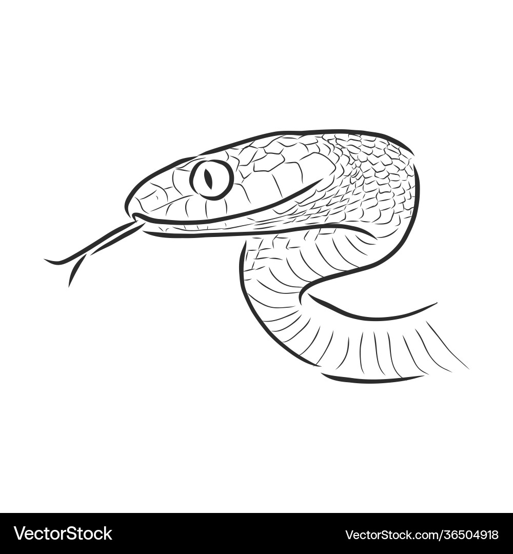 Snake sketch sketch wild animal Royalty Free Vector Image