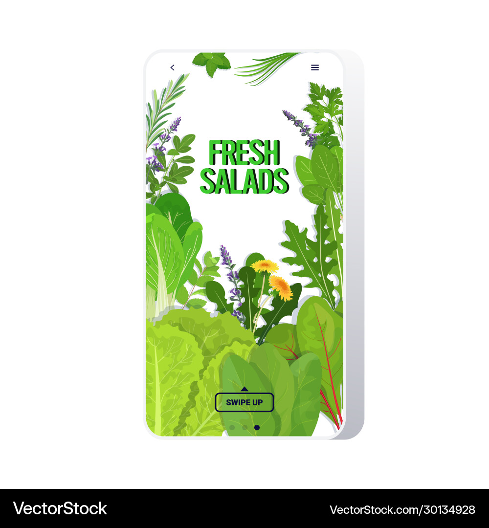 Mix different fresh salads leaves healthy Vector Image
