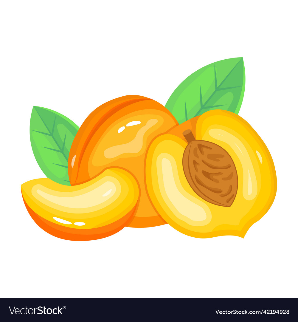 Peach Royalty Free Vector Image - VectorStock