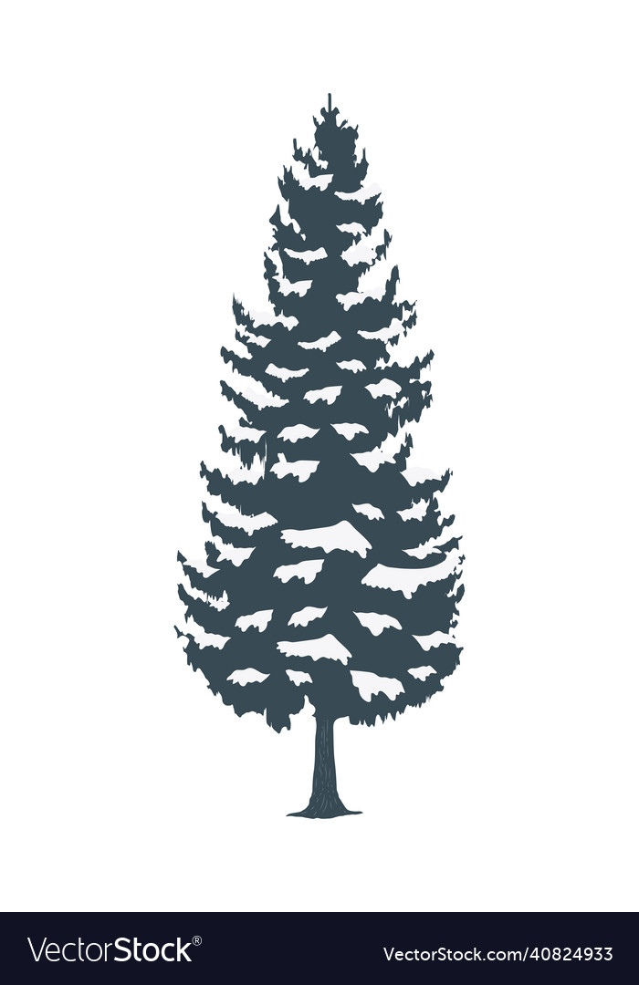 Coniferus pine tree Royalty Free Vector Image - VectorStock