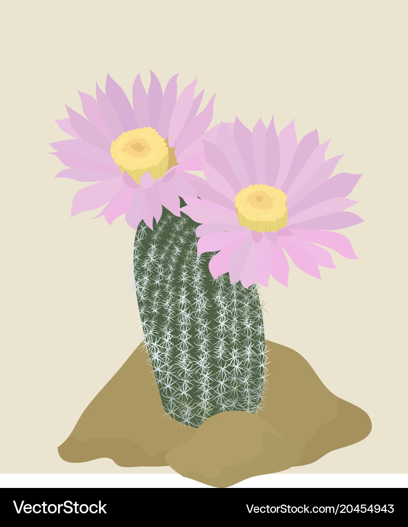 Cactus with pink flowers on the light background Vector Image