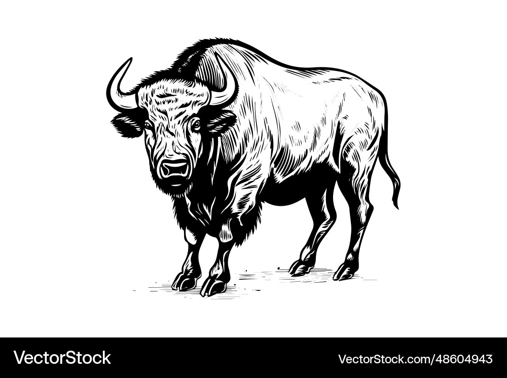 Hand drawn buffalo of bull Royalty Free Vector Image