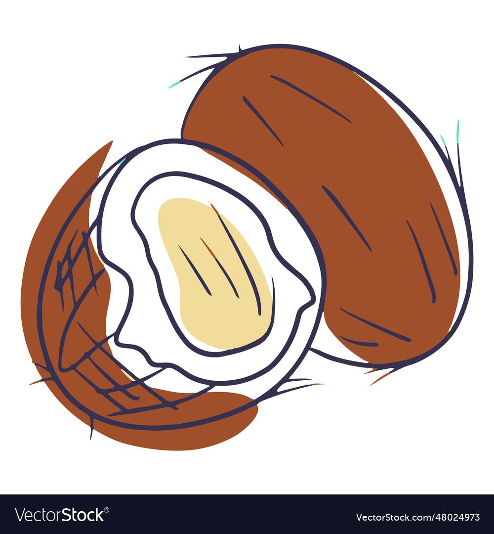 Coconuts doodle Royalty Free Vector Image - VectorStock