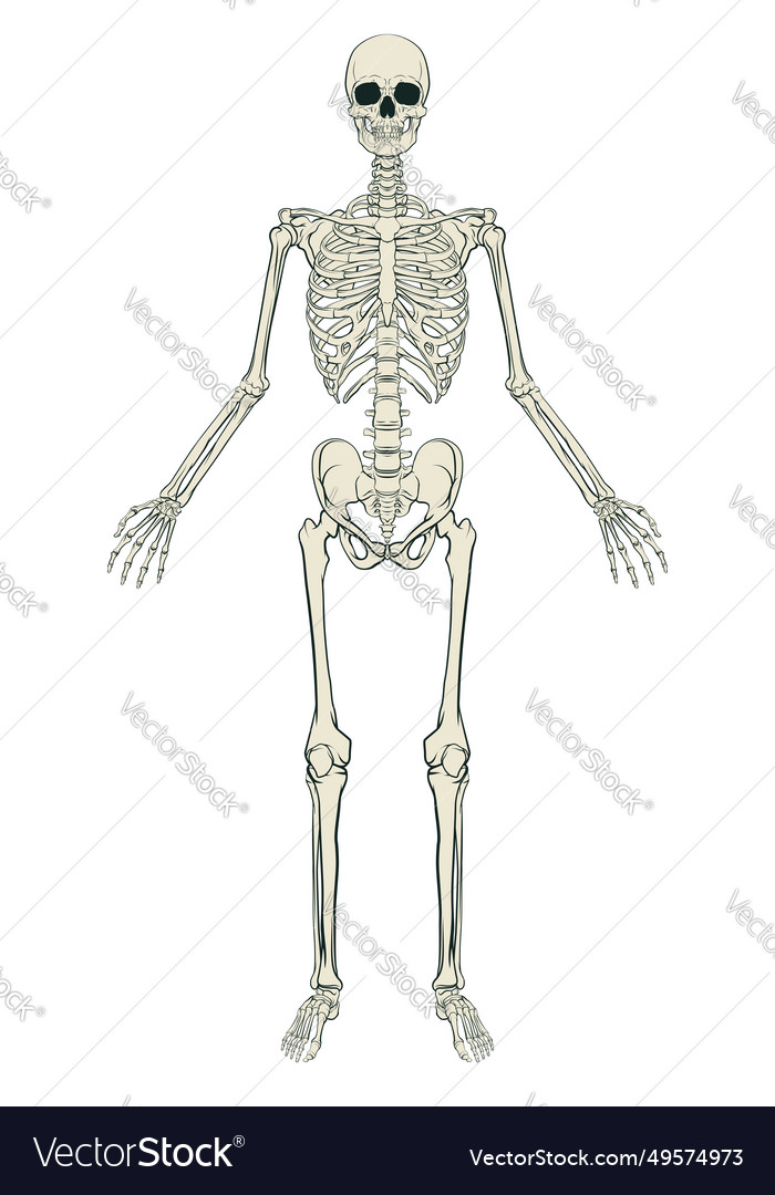 Human skeleton graphic Royalty Free Vector Image