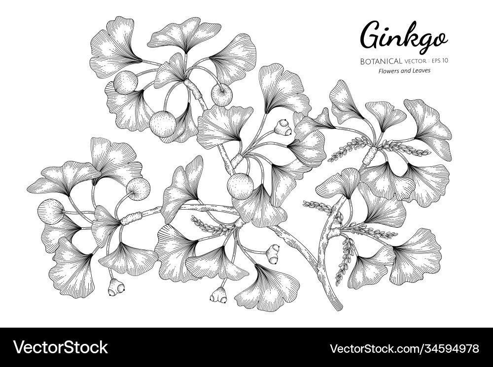 Ginkgo hand drawn botanical with line art Vector Image