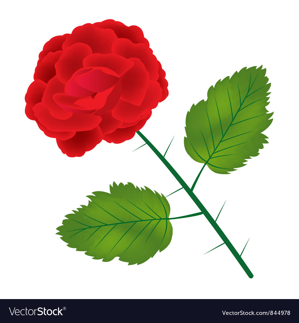 Red rose Royalty Free Vector Image - VectorStock