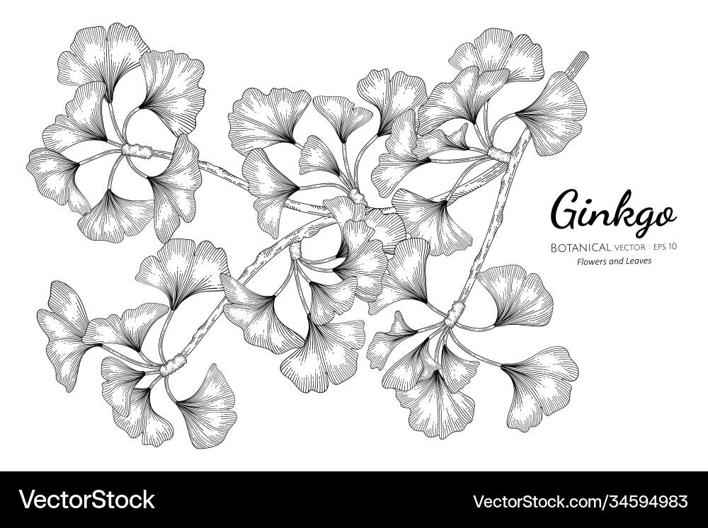 Ginkgo hand drawn botanical with line art Vector Image