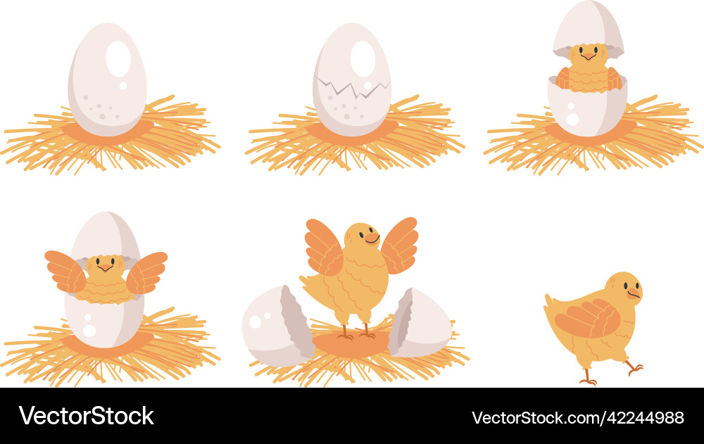 Chicken hatching stages concept set Royalty Free Vector