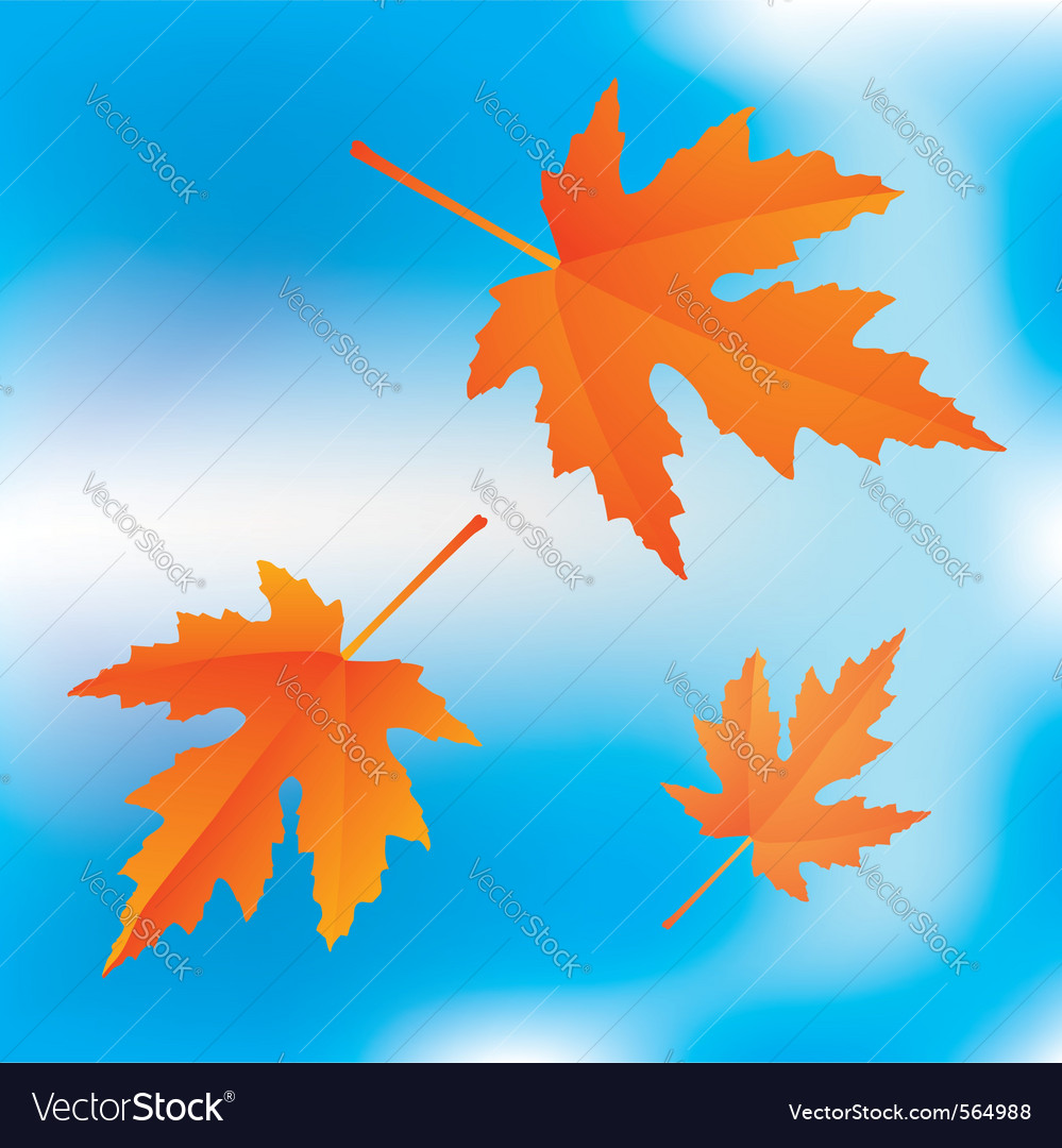 Falling maple Royalty Free Vector Image - VectorStock