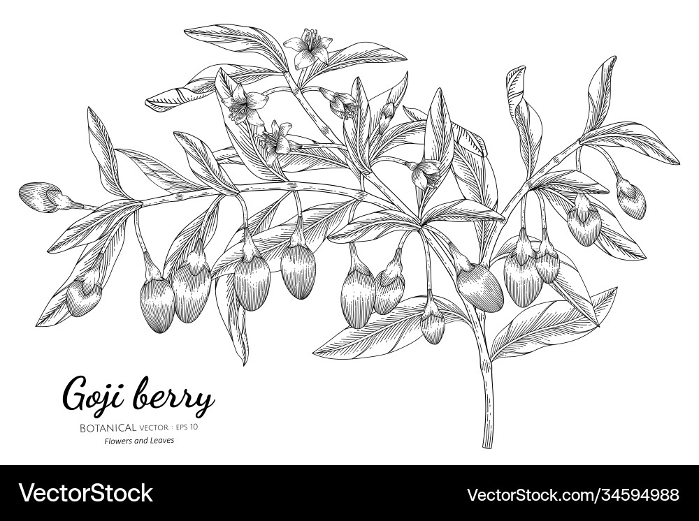 Goji berry fruit hand drawn botanical with line Vector Image