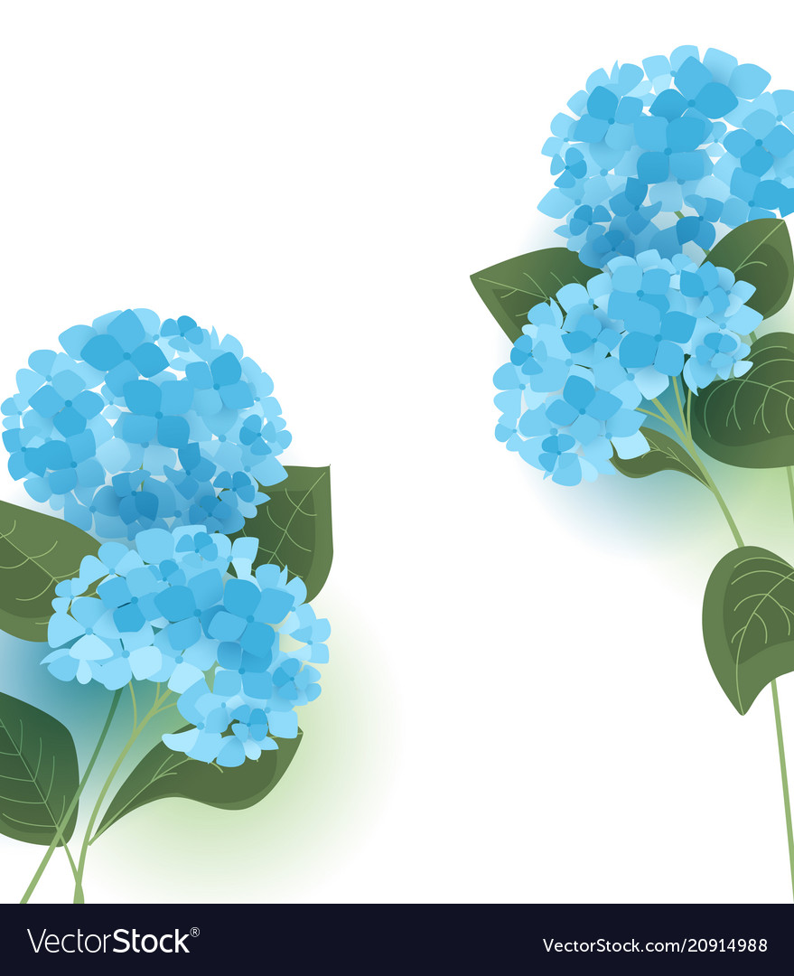 Hydrangea flower Royalty Free Vector Image - VectorStock