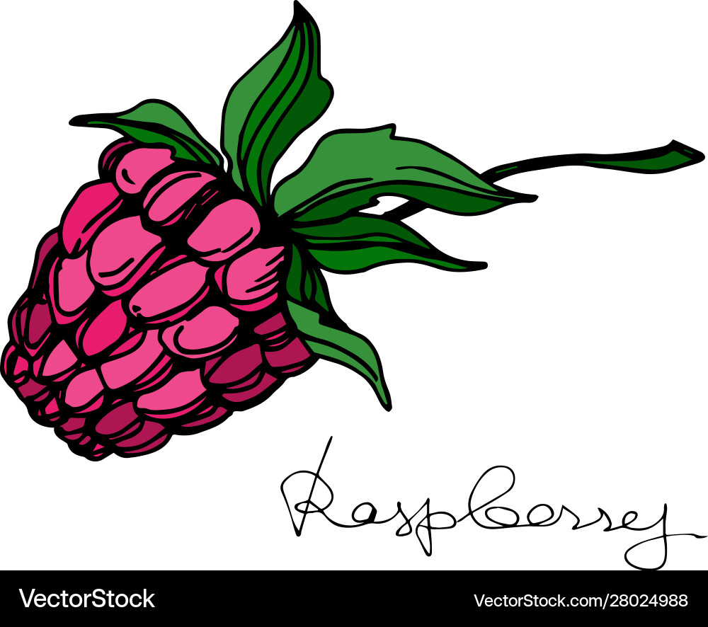 Raspberry healthy food fresh berry isolated Vector Image