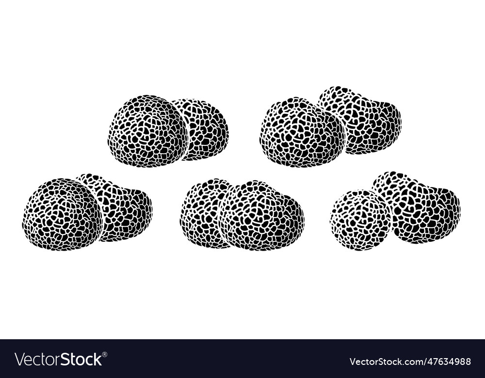 Truffle Royalty Free Vector Image - VectorStock