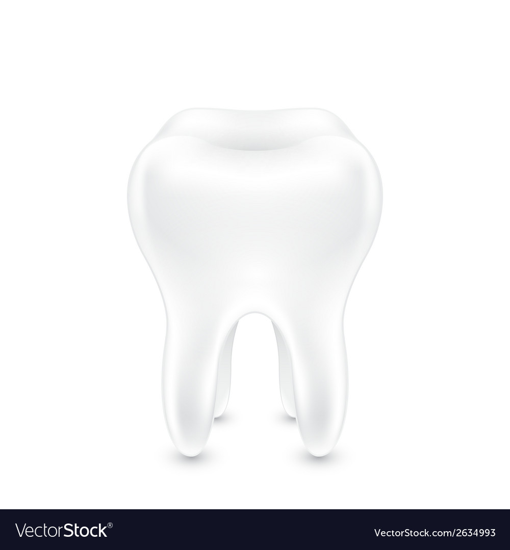 Clean healthy tooth Royalty Free Vector Image - VectorStock