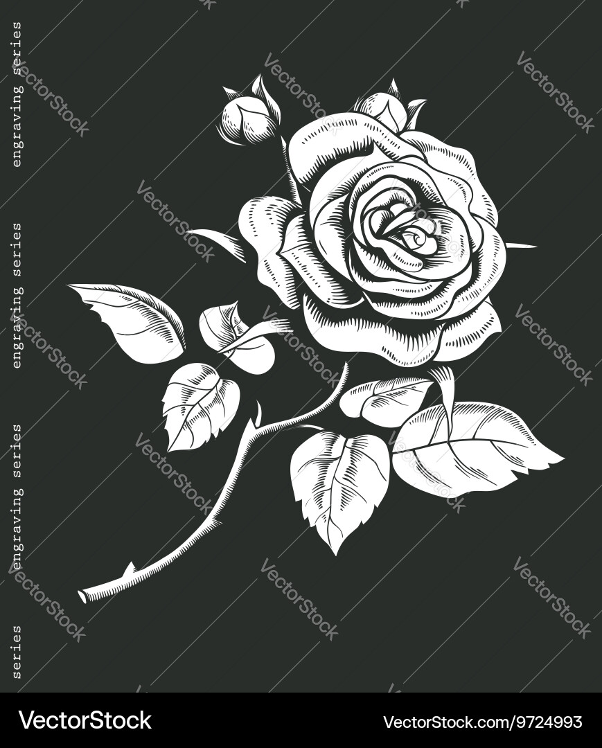 Hand sketched white rose in engraving style Vector Image