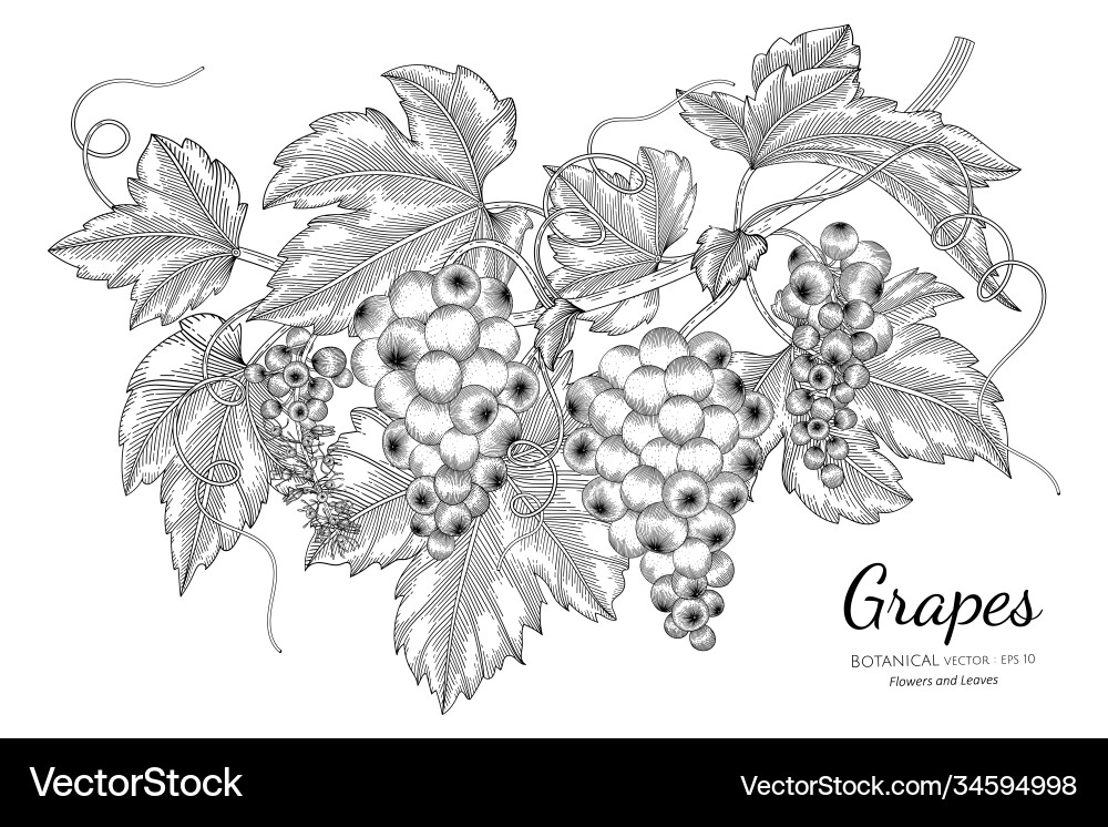 Grapes fruit hand drawn botanical with line art Vector Image