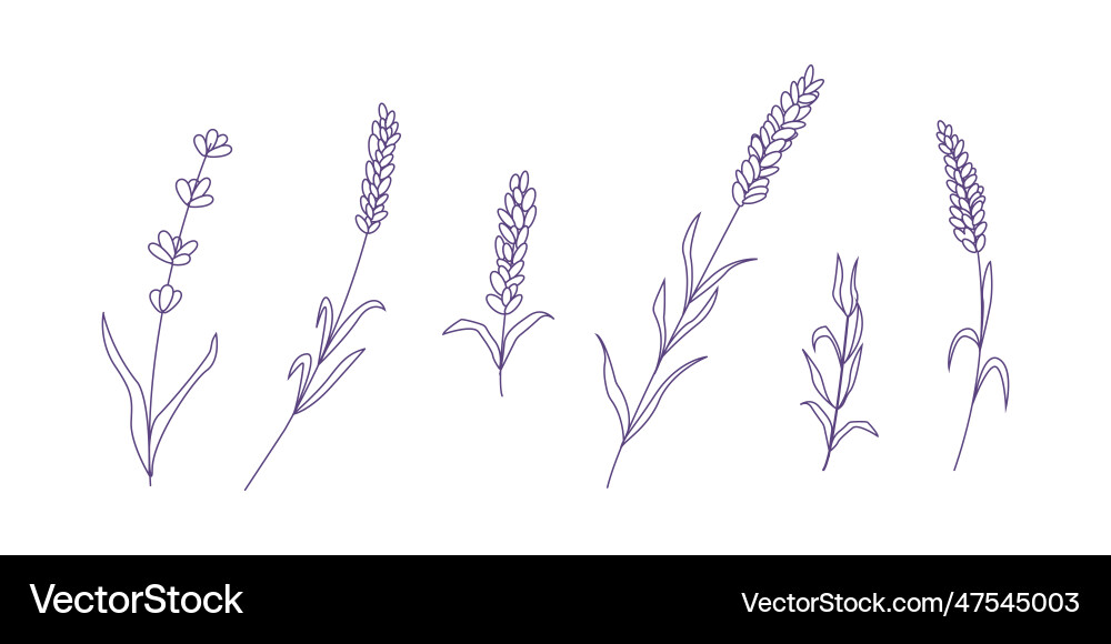 Set of lavender flowers elements botanical Vector Image