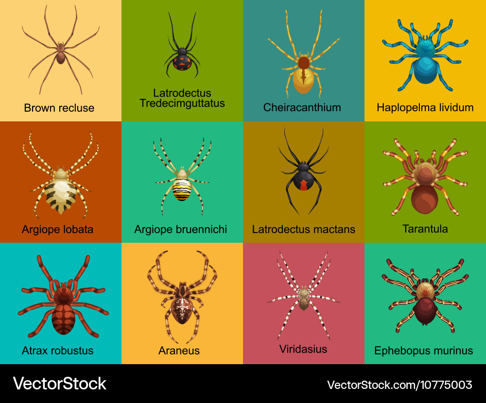 Spiders cartoon set dangerous insects collection Vector Image