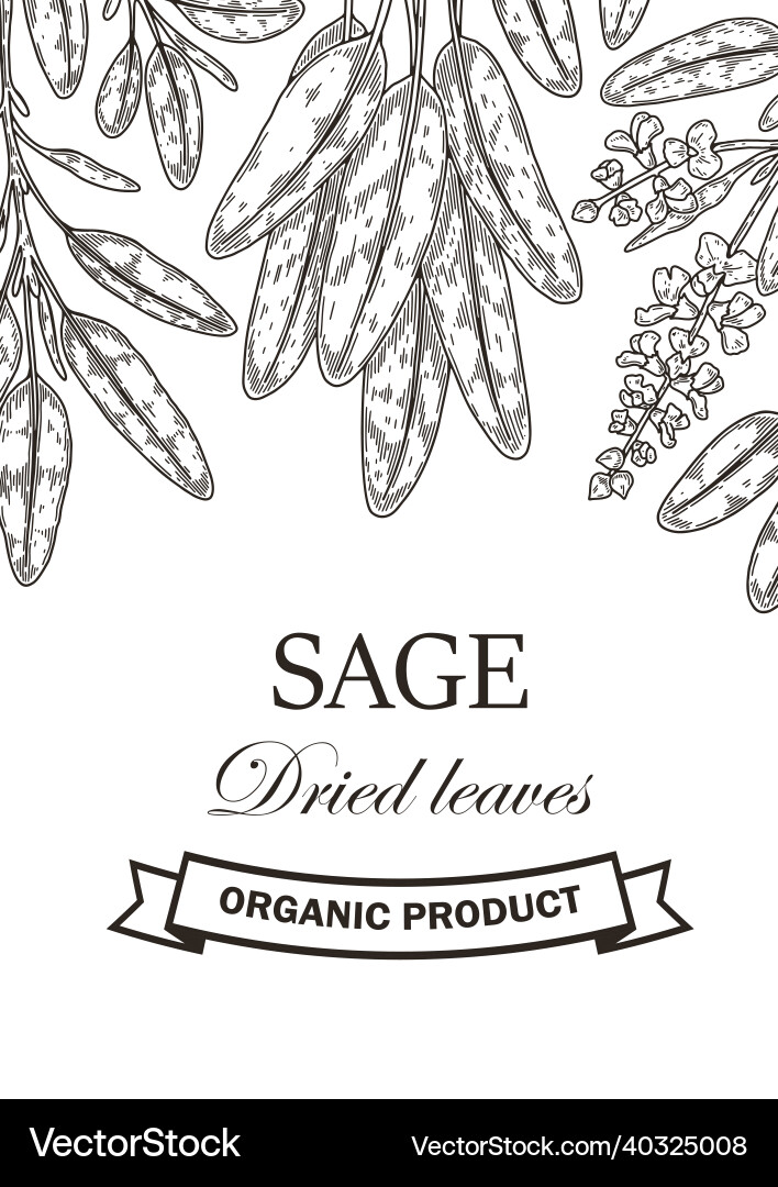 Hand drawn sage design in sketch style Royalty Free Vector