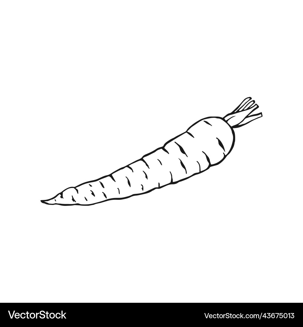 Carrot outline hand drawn farm Royalty Free Vector Image