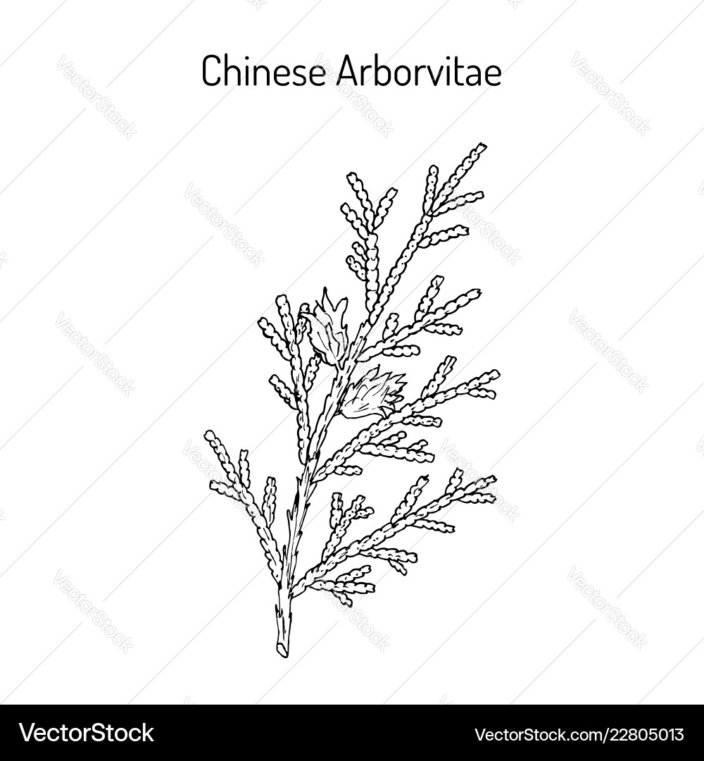 Chinese arborvitae thuja orientalis medicinal Vector Image