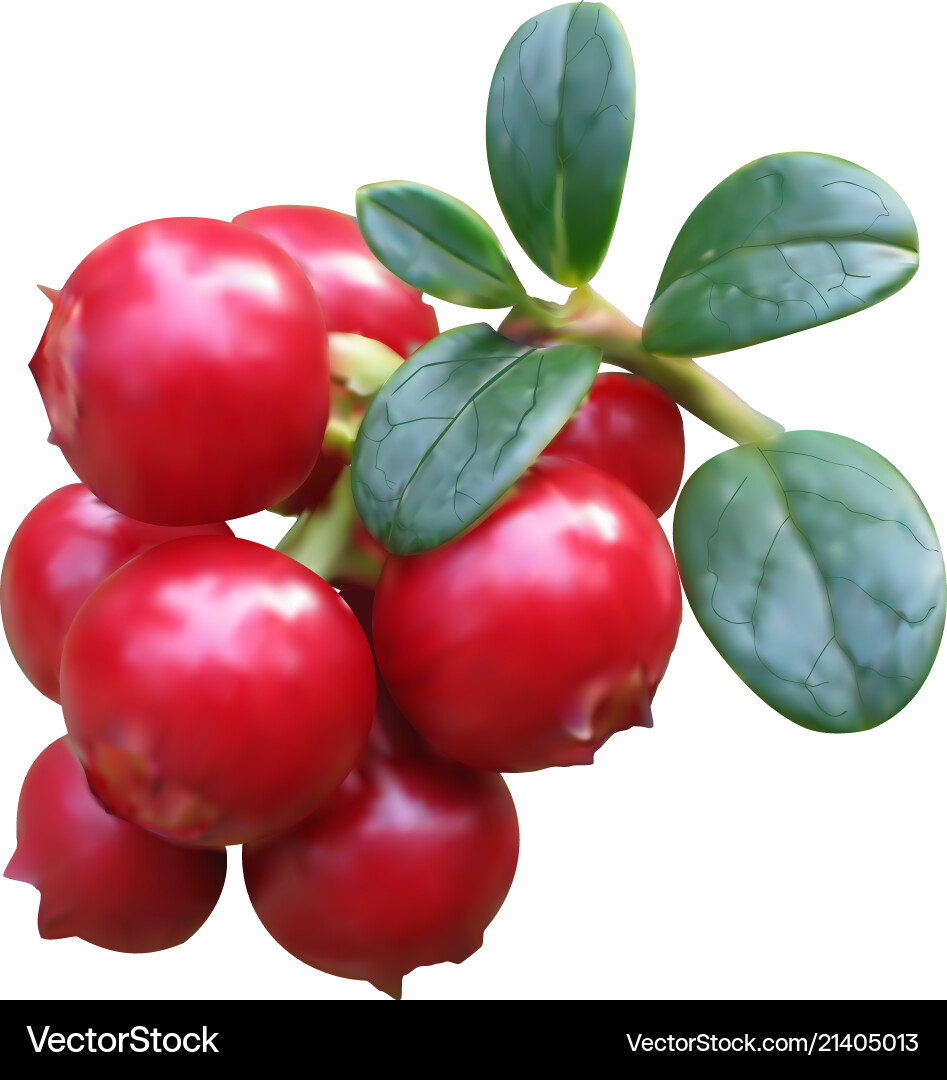 Cowberry colorful isolated Royalty Free Vector Image
