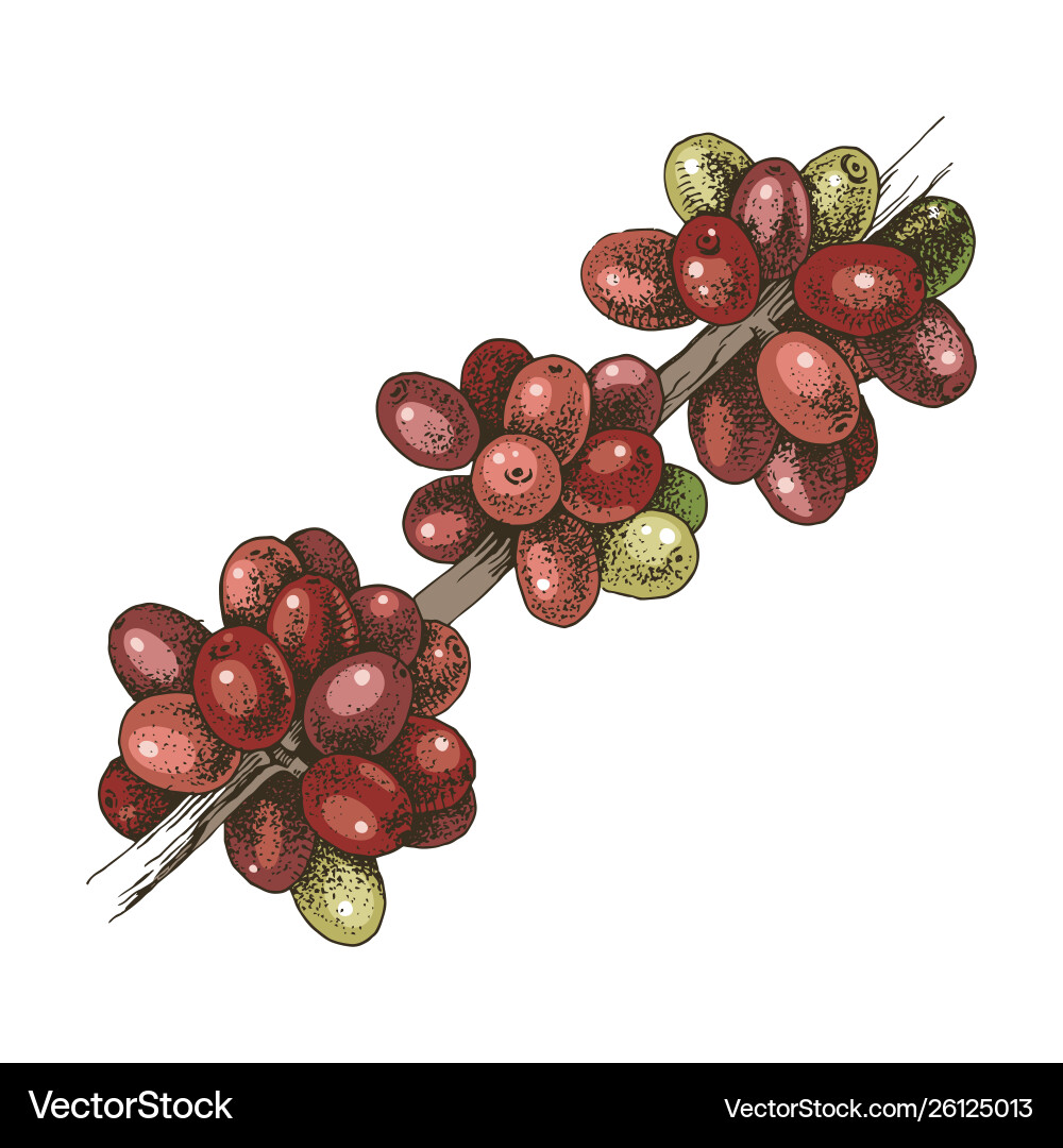 Hand drawn colorful coffee branch Royalty Free Vector Image