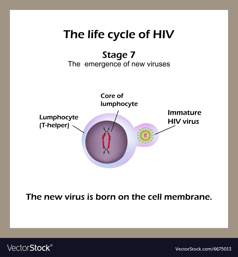 Hiv Virusdiagram Human Immunodeficiency Virus (HIV)\ Acquired Immune