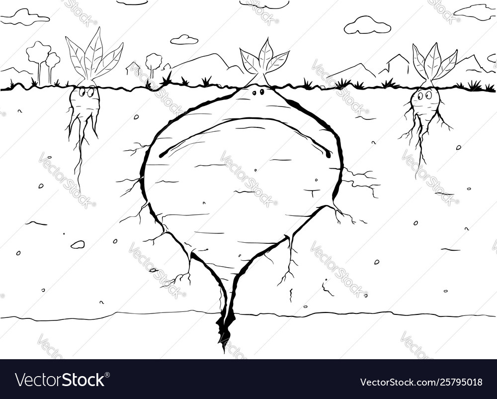 Large root vegetable line drawing Royalty Free Vector Image