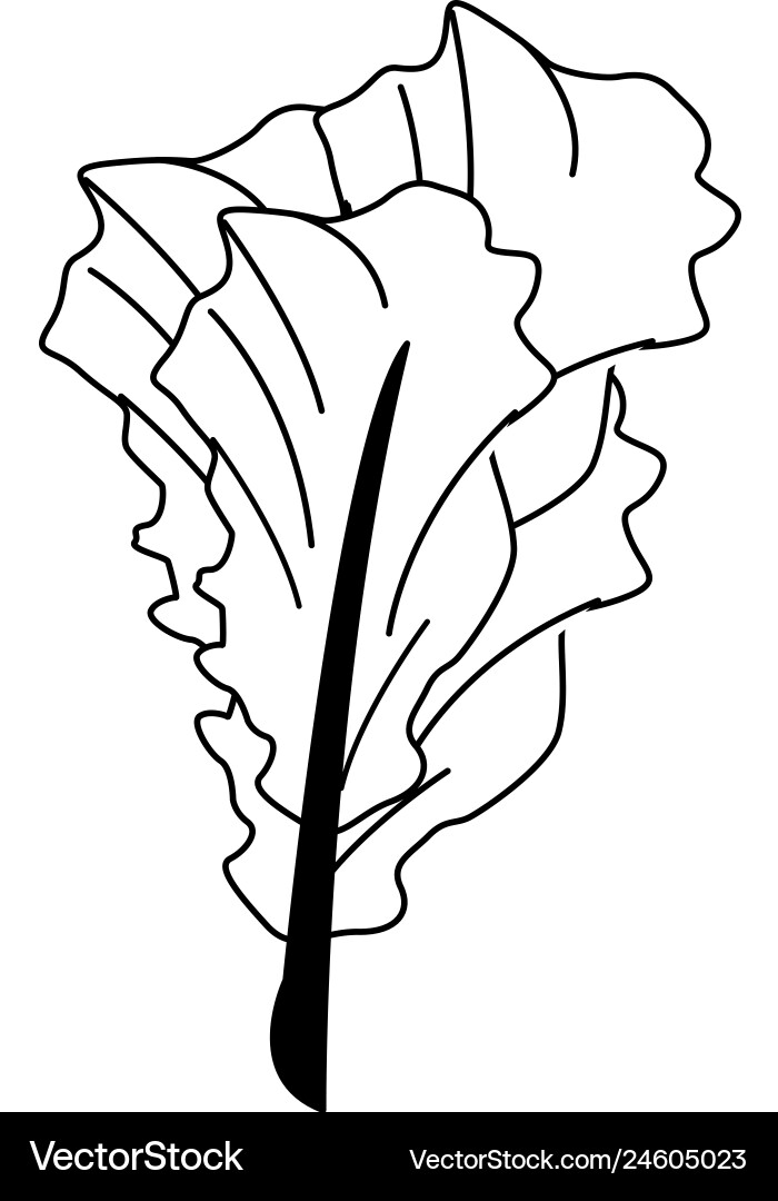 Spinach fresh vegetable in black and white Vector Image