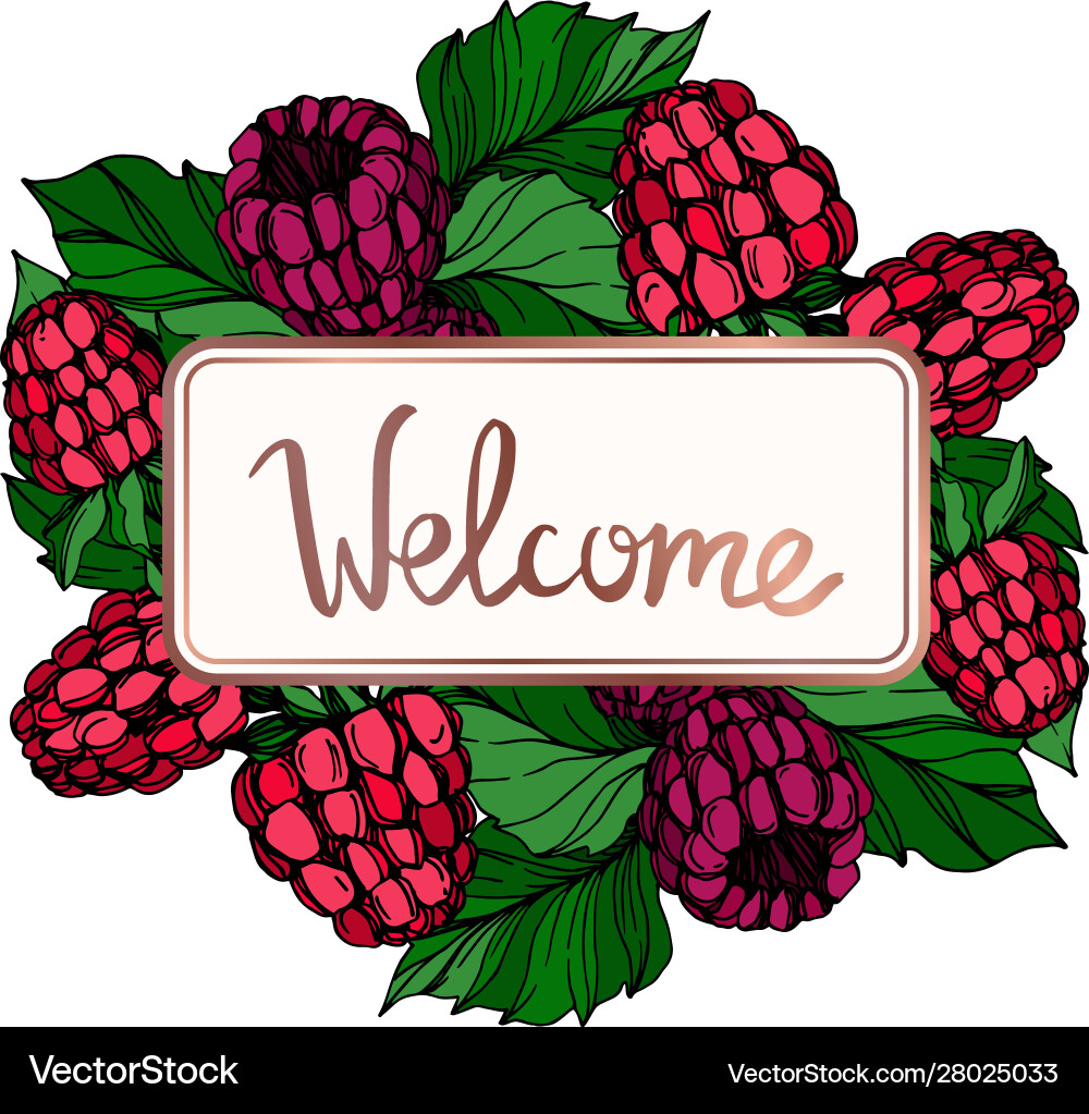 Raspberry healthy food fresh berry isolated Vector Image