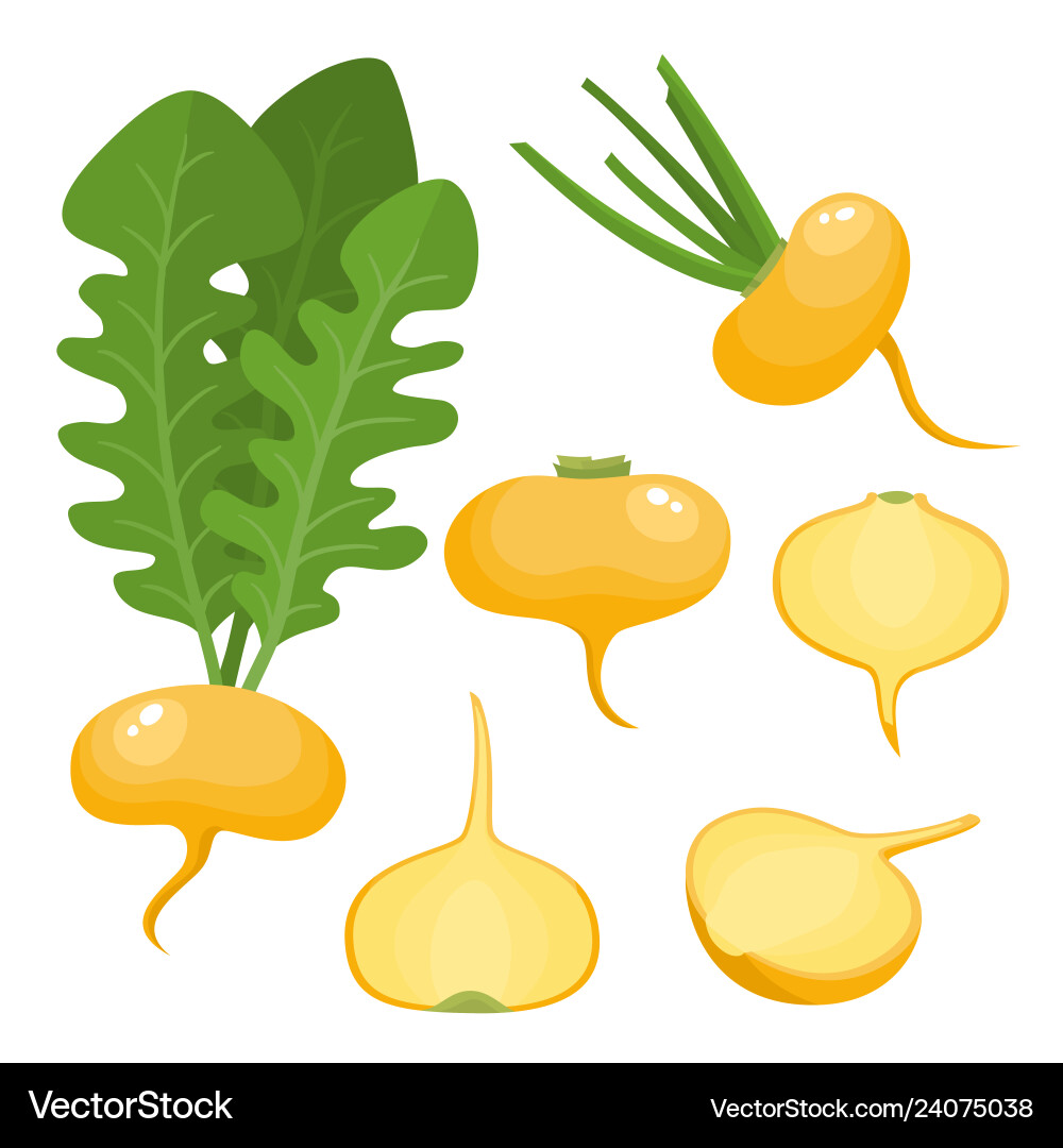 Bright set of colorful different turnips Vector Image