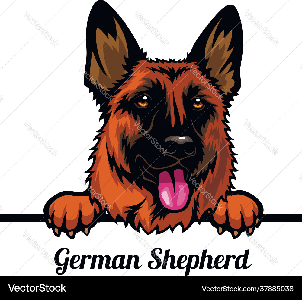 German shepherd dog - breed color image Royalty Free Vector