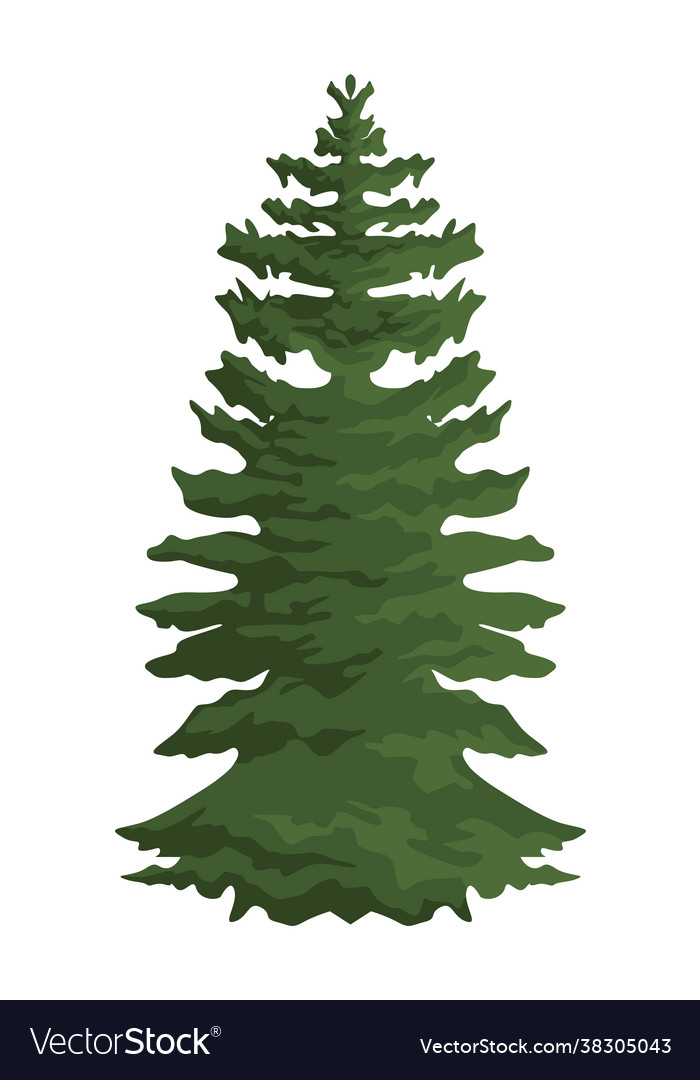 Pine tree leafy Royalty Free Vector Image - VectorStock