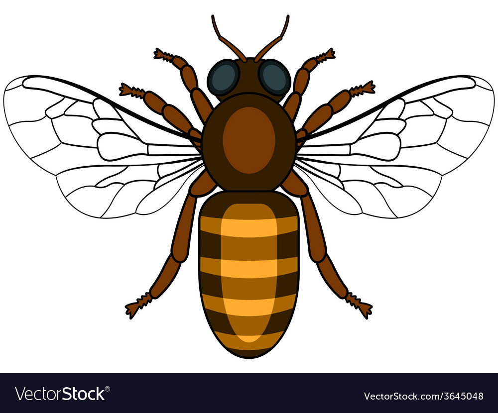 Bee Royalty Free Vector Image - VectorStock