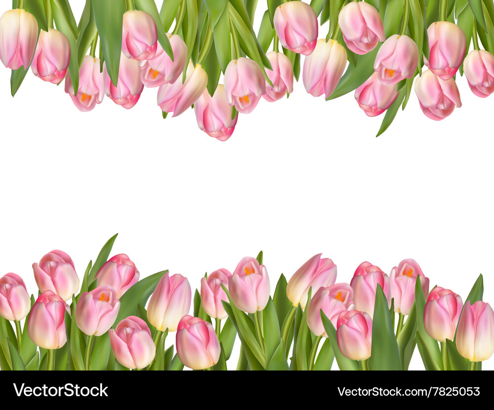 Blossoming tulips decorative border eps 10 Vector Image
