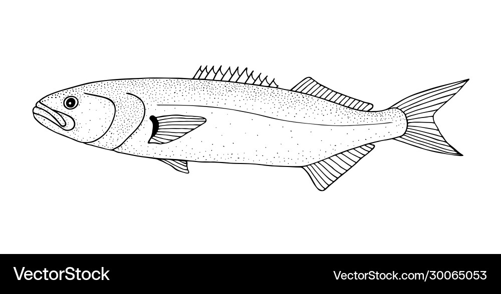 Bluefish black hand drawn realistic outline Vector Image
