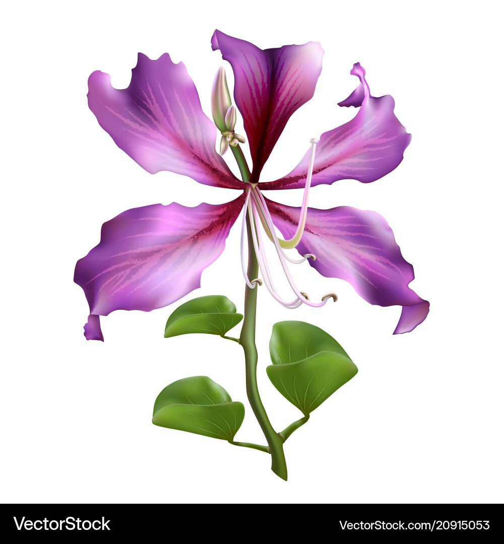 Pink bauhinia purple Royalty Free Vector Image