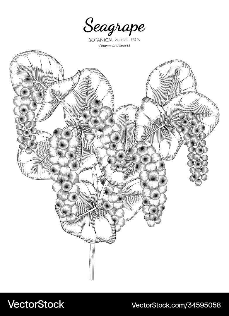 Seagrape fruit hand drawn botanical with line art Vector Image